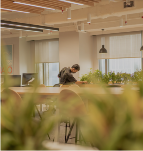 Rental dan Sewa Tanaman Hias Indoor - Manda Flora