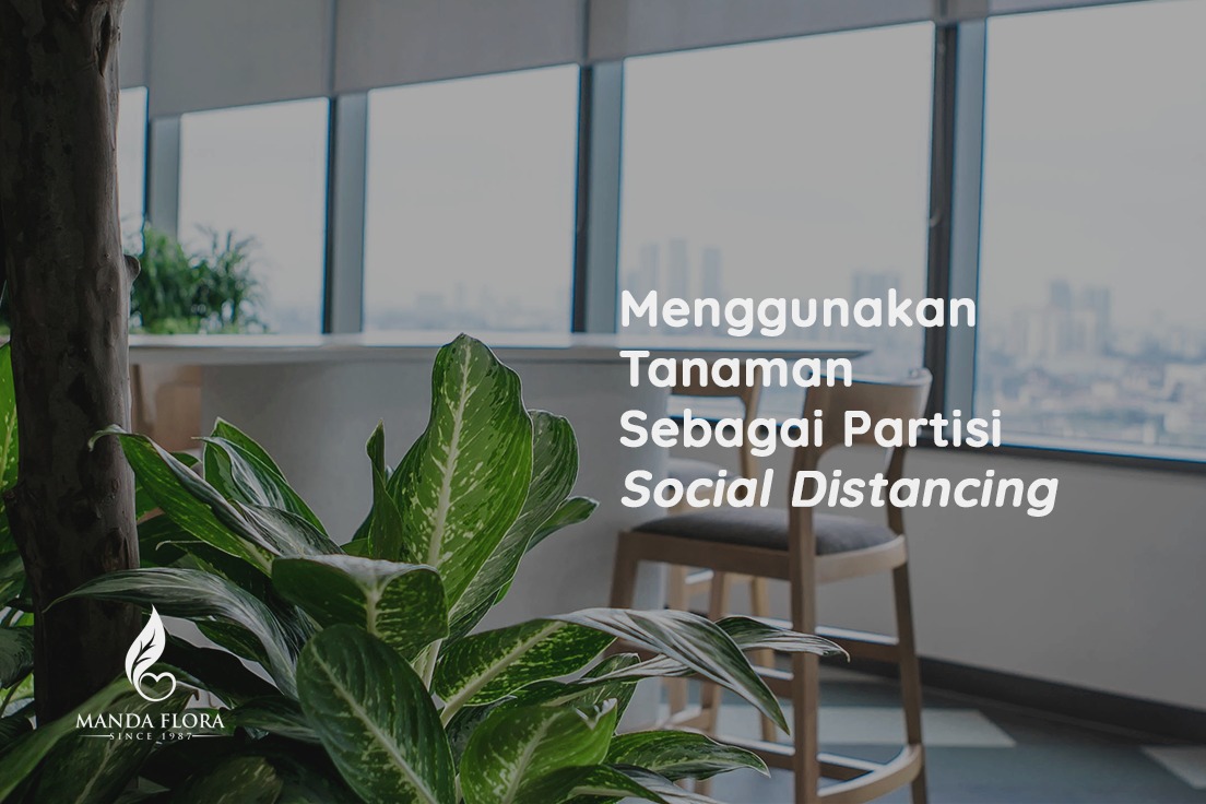 Menggunakan Tanaman Sebagai Partisi Social Distancing - Mandaflora