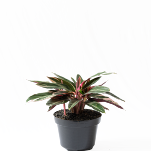 Meranti Bali | Stromanthe Triostar | Tanaman Sedang / Planter Box ...