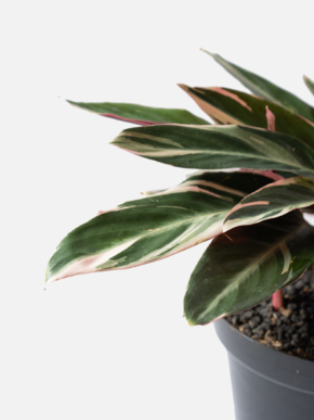 Meranti Bali | Stromanthe Triostar - Mandaflora