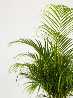 Palem Kuning | Areca Palm - Mandaflora