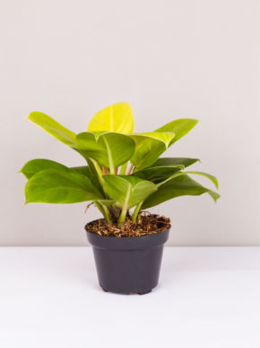 Philodendron Lemon | Blushing Philodendron - Mandaflora