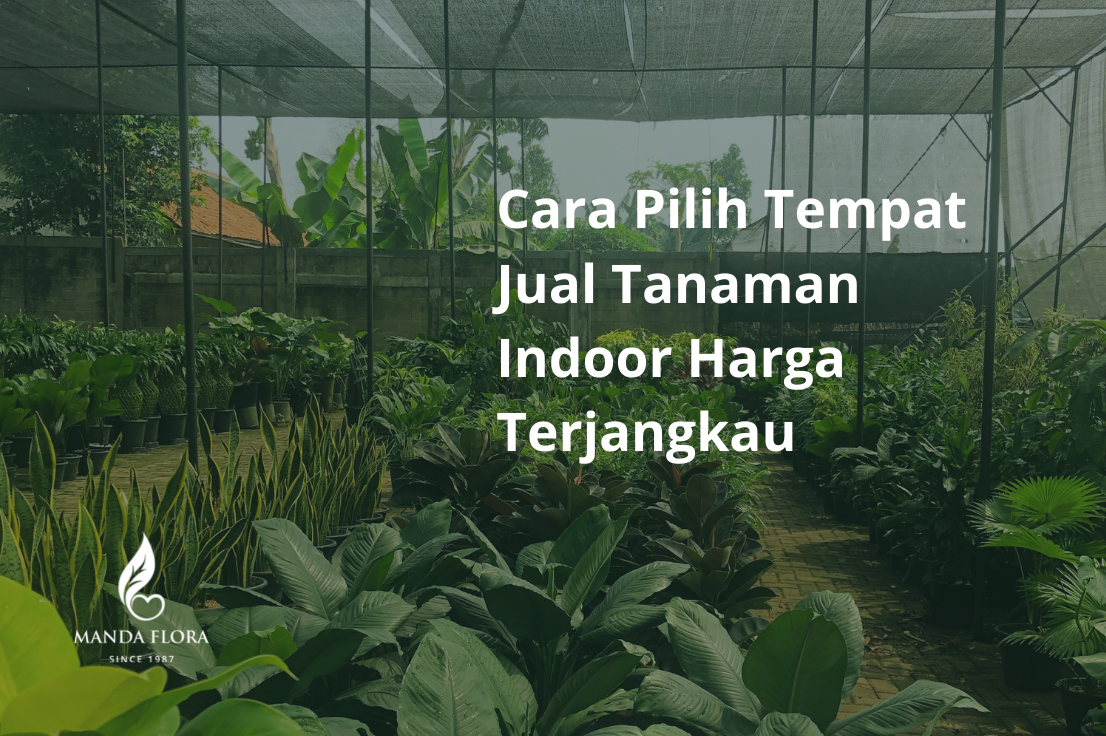 Cara Pilih Tempat Jual Tanaman Indoor Harga Terjangkau - Mandaflora