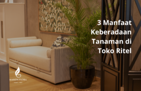 Rental dan Sewa Tanaman Hias Indoor - Manda Flora