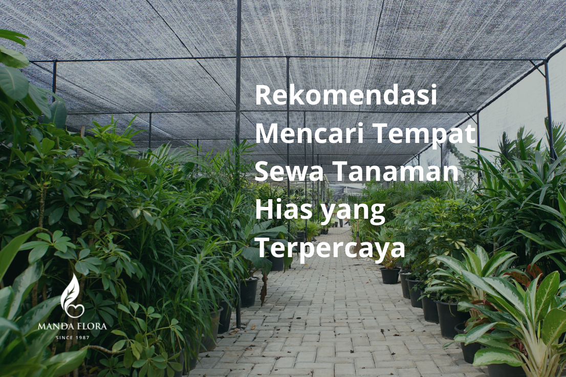 Rekomendasi Mencari Tempat Sewa Tanaman Hias yang Aman dan Terpercaya ...