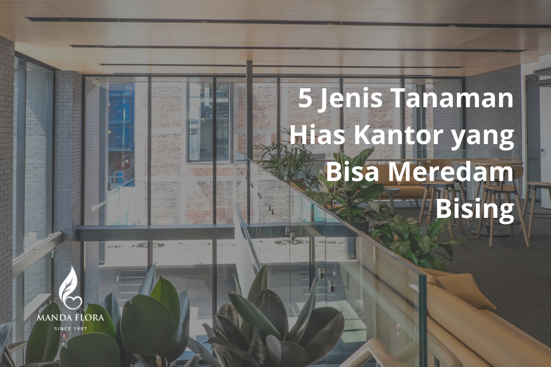 5 Jenis Tanaman Hias Kantor yang Bisa Meredam Bising - Mandaflora