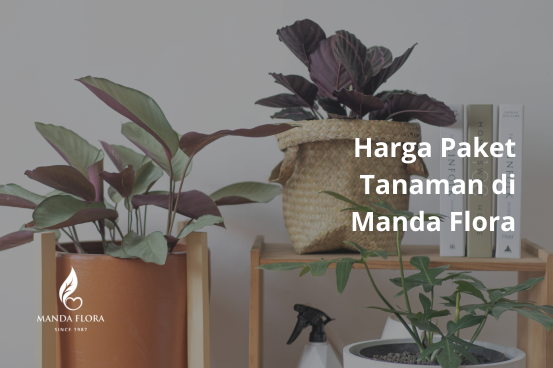 Harga Paket Tanaman di Manda Flora - Mandaflora