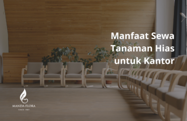 Rental dan Sewa Tanaman Hias Indoor - Manda Flora