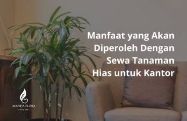 Rental dan Sewa Tanaman Hias Indoor - Manda Flora