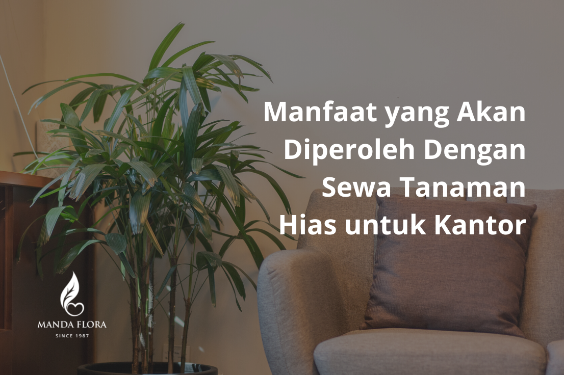 Manfaat yang Akan Diperoleh Dengan Sewa Tanaman Hias untuk Kantor