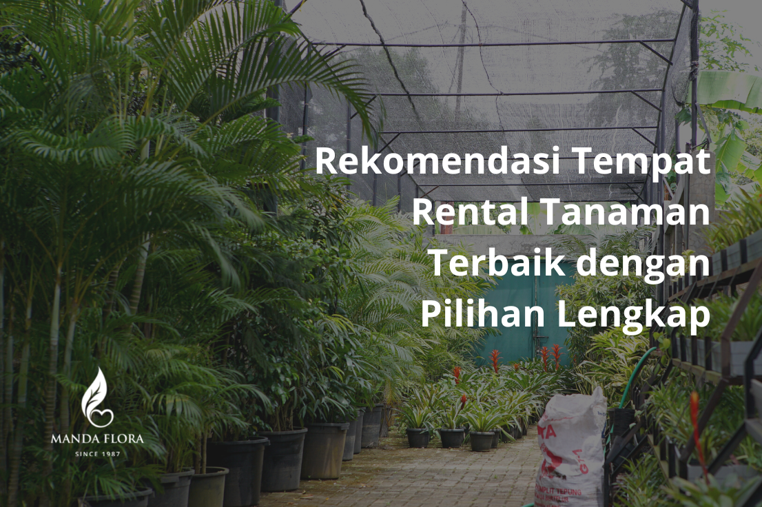 Rekomendasi Tempat Rental Tanaman Terbaik dengan Pilihan Lengkap