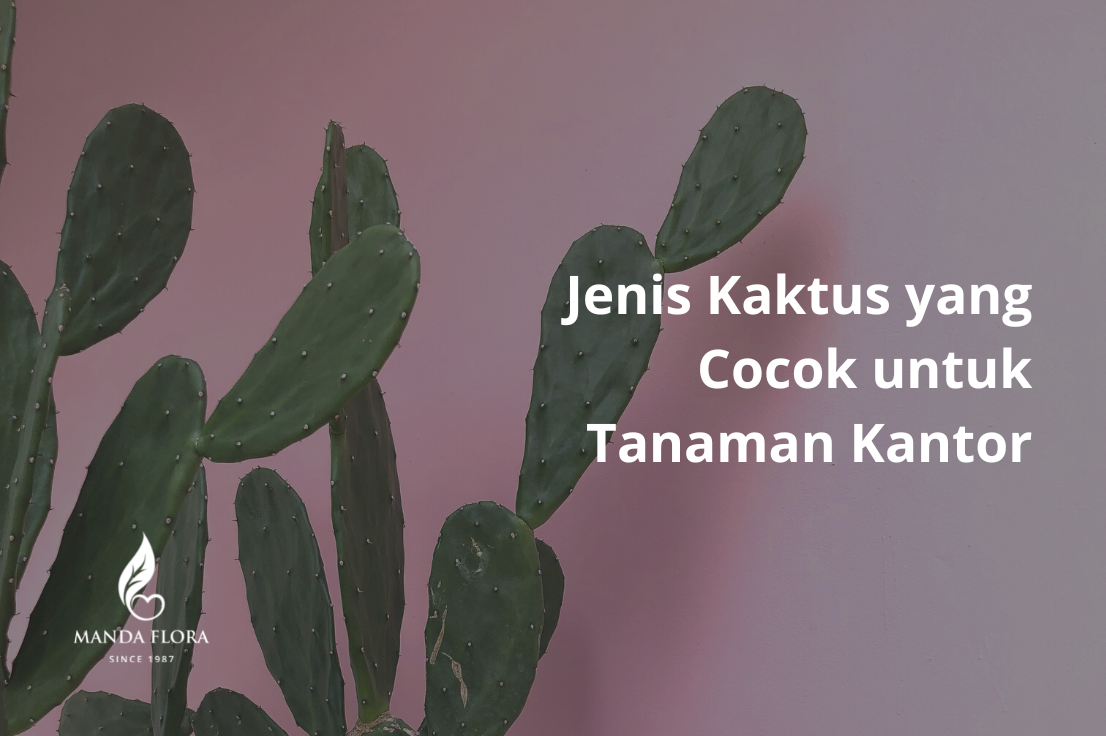 Jenis Kaktus yang Cocok untuk Tanaman Kantor - Mandaflora