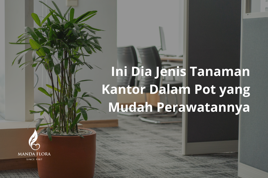 Ini Dia Jenis Tanaman Kantor dalam Pot yang Mudah Perawatannya - Mandaflora