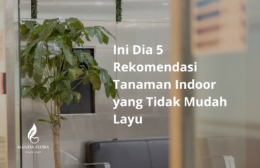 Rental dan Sewa Tanaman Hias Indoor - Manda Flora