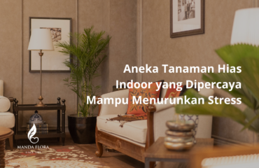 Rental dan Sewa Tanaman Hias Indoor - Manda Flora