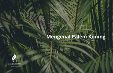 Rental dan Sewa Tanaman Hias Indoor - Manda Flora