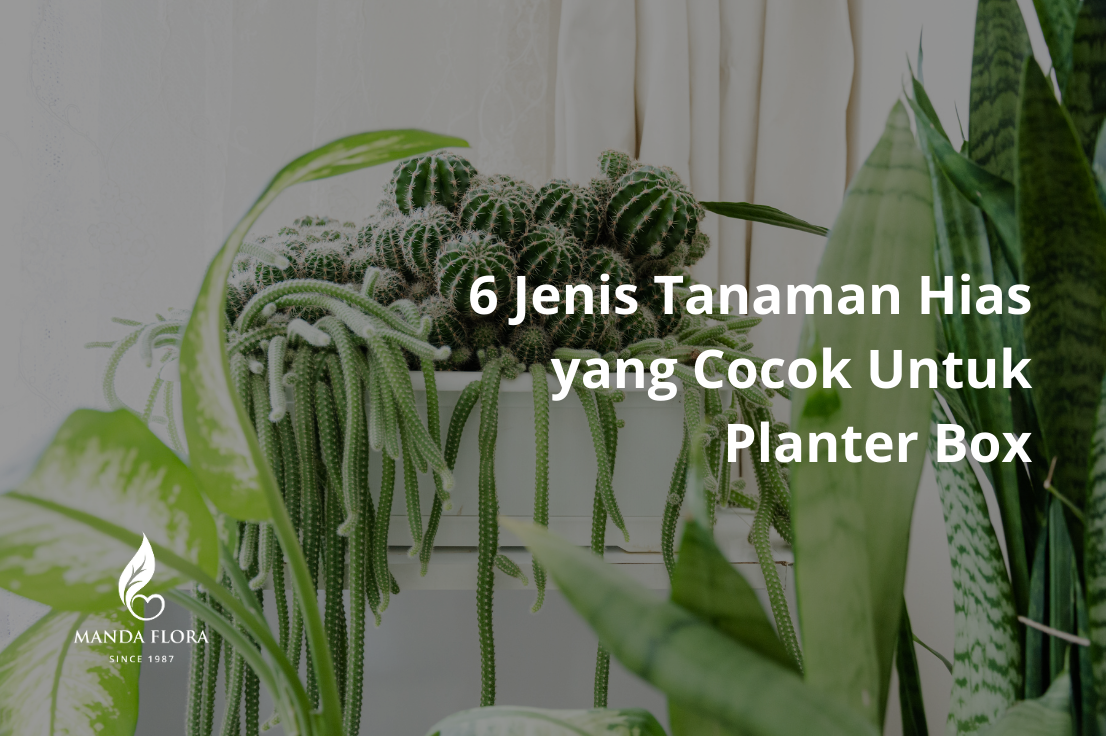 6 Jenis Tanaman Hias yang Cocok Untuk Planter Box - Mandaflora