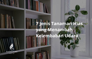 Rental dan Sewa Tanaman Hias Indoor - Manda Flora