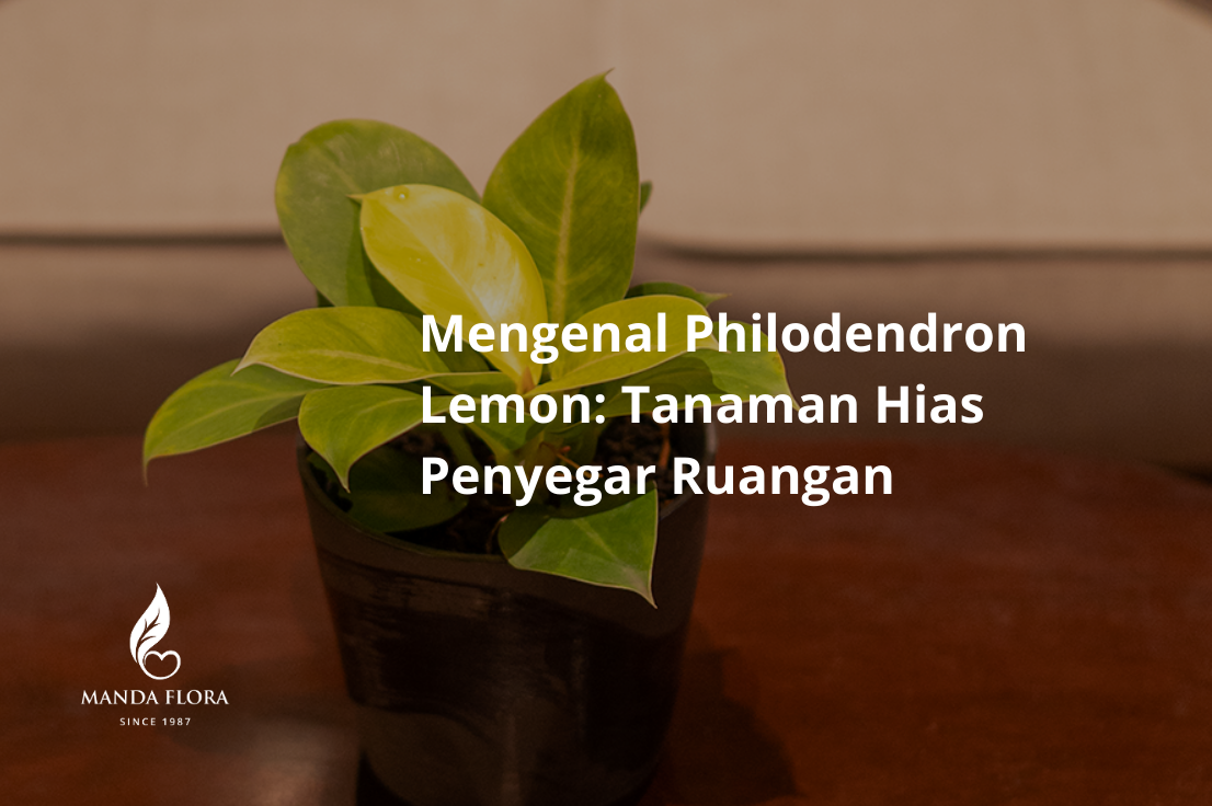 Mengenal Philodendron Lemon: Tanaman Hias Penyegar Ruangan - Mandaflora