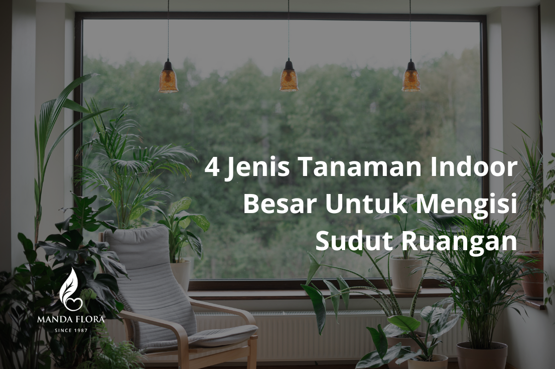 4 Jenis Tanaman Indoor Besar untuk Mengisi Sudut Ruangan