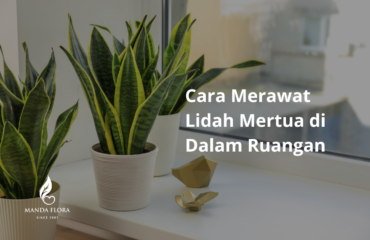 Rental dan Sewa Tanaman Hias Indoor - Manda Flora