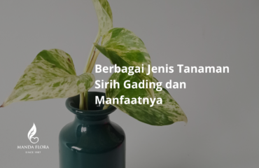 Rental dan Sewa Tanaman Hias Indoor - Manda Flora