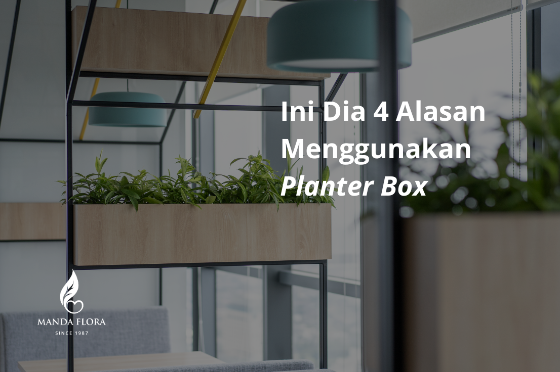 Ini Dia 4 Alasan Menggunakan Planter Box - Mandaflora