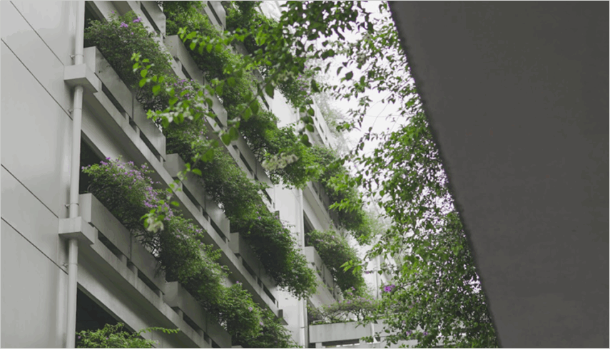 Rental dan Sewa Tanaman Hias Indoor - Manda Flora