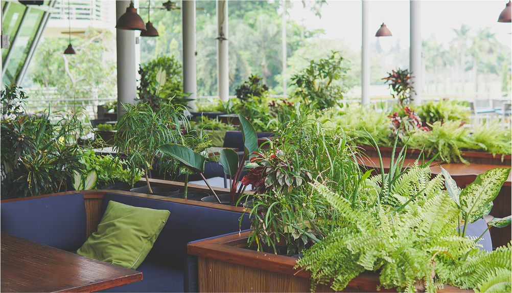 Rental dan Sewa Tanaman Hias Indoor - Manda Flora