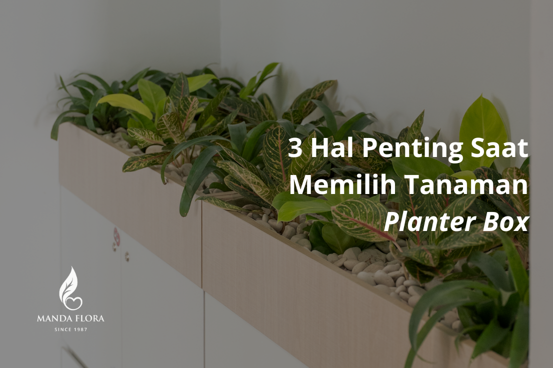 3 Hal Penting Saat Memilih Tanaman Planter Box - Mandaflora